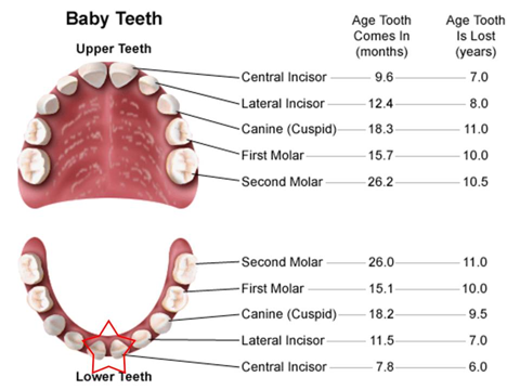 When Do Baby's Teeth Come In? - New Kids Center